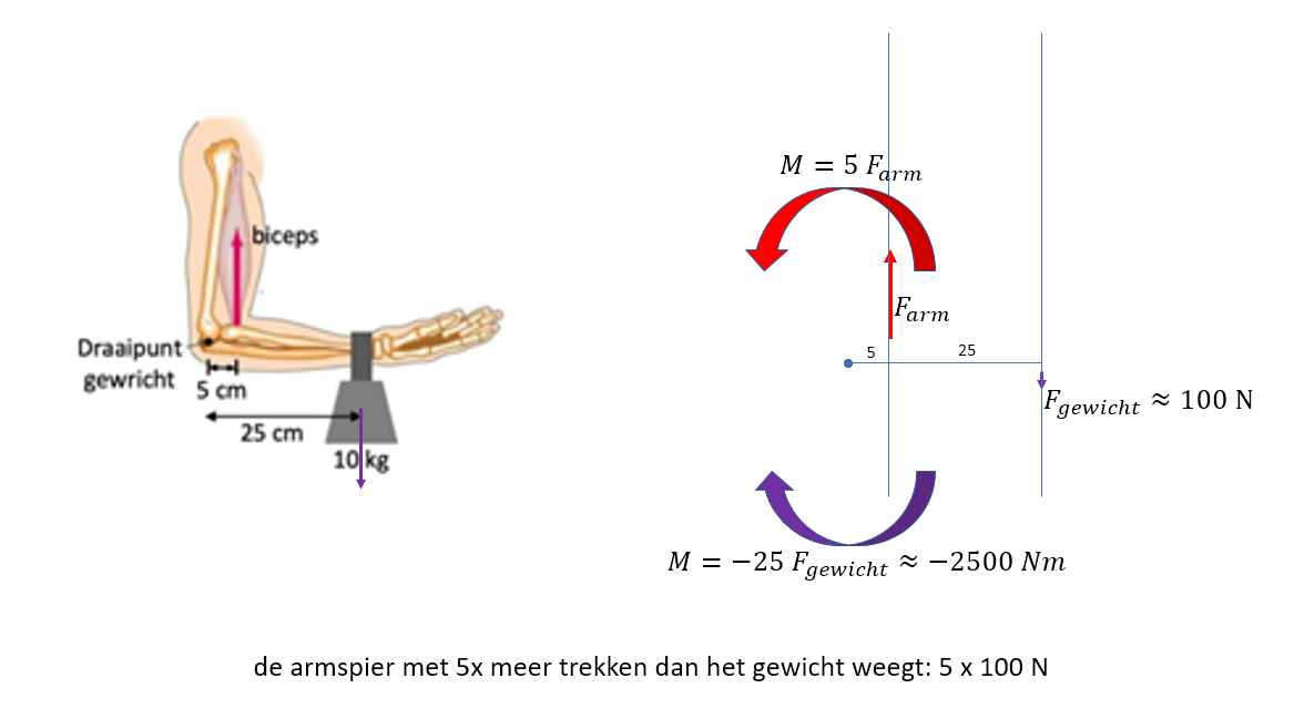 Natuurkunde.nl - Kracht op wervelschijf